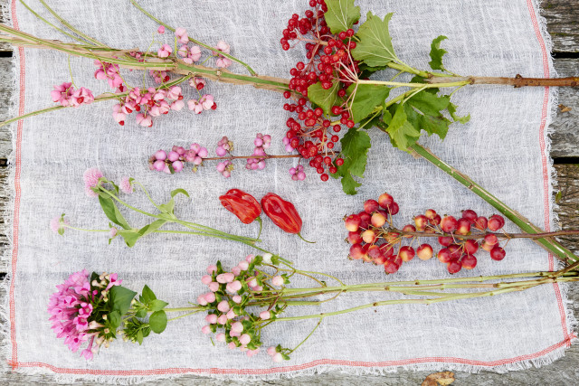 All about the Gomphrena (Ball amaranth) - Tips and care | 365 days of ...
