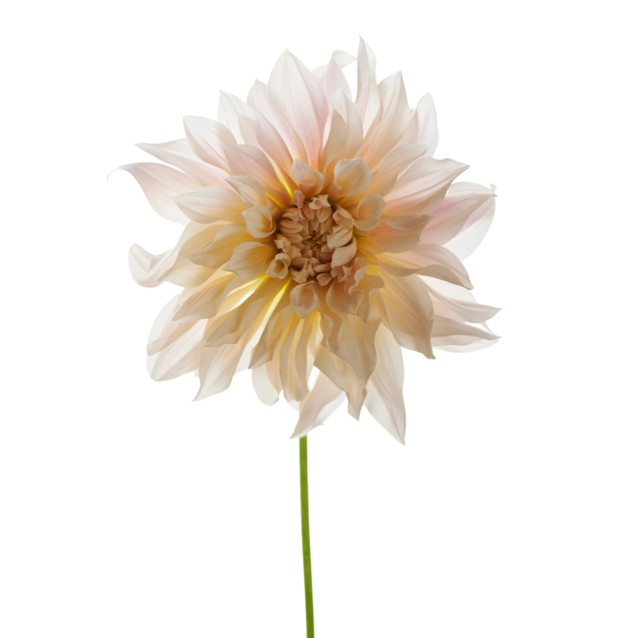 365 Days of Flowers - 365 Days of Flowers