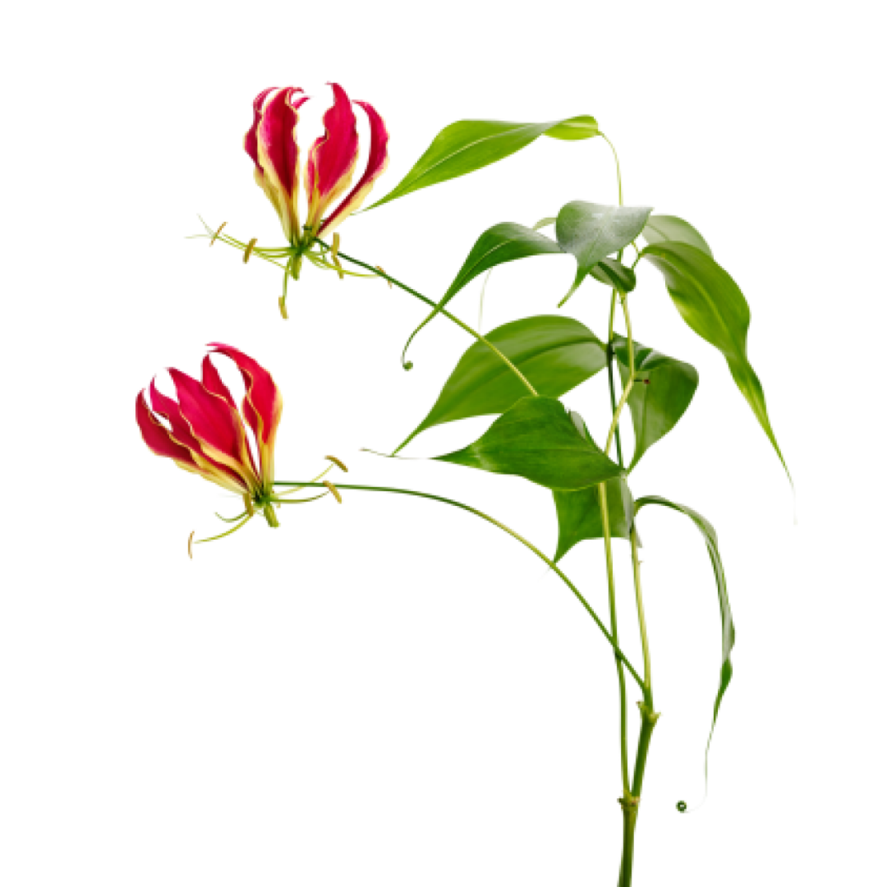 365 Days of Flowers - 365 Days of Flowers