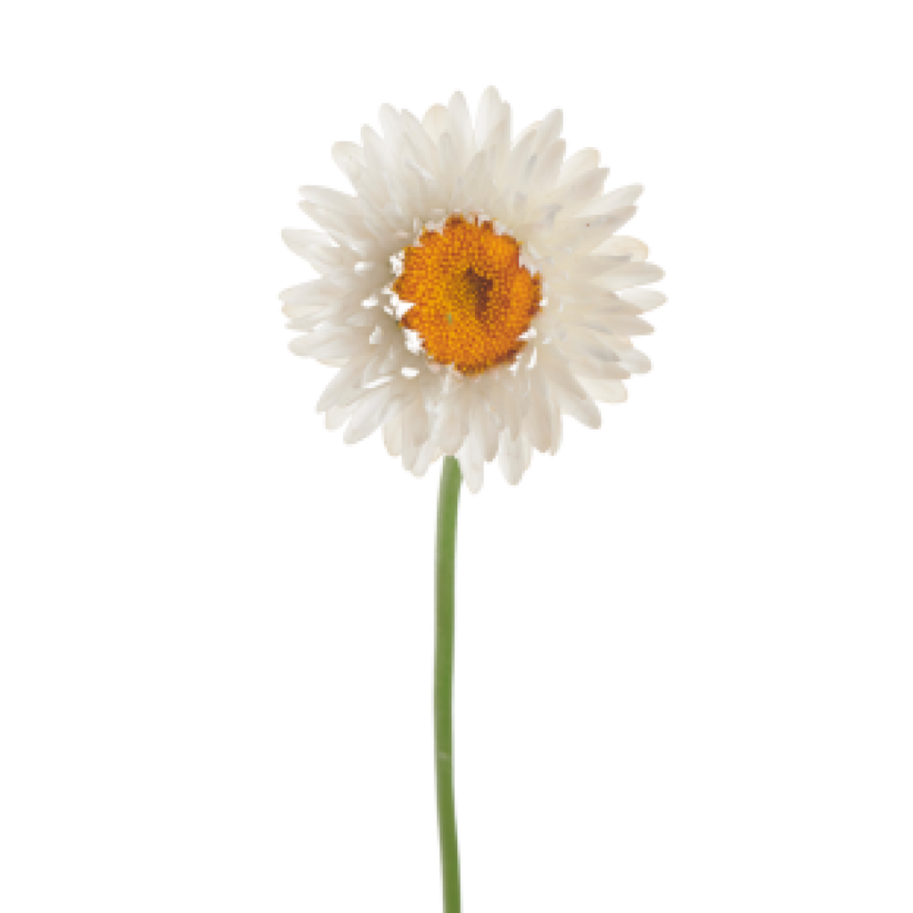 365 Days of Flowers - 365 Days of Flowers