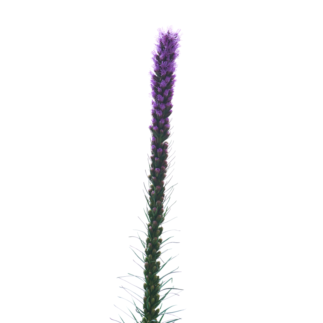 365 Days of Flowers - 365 Days of Flowers