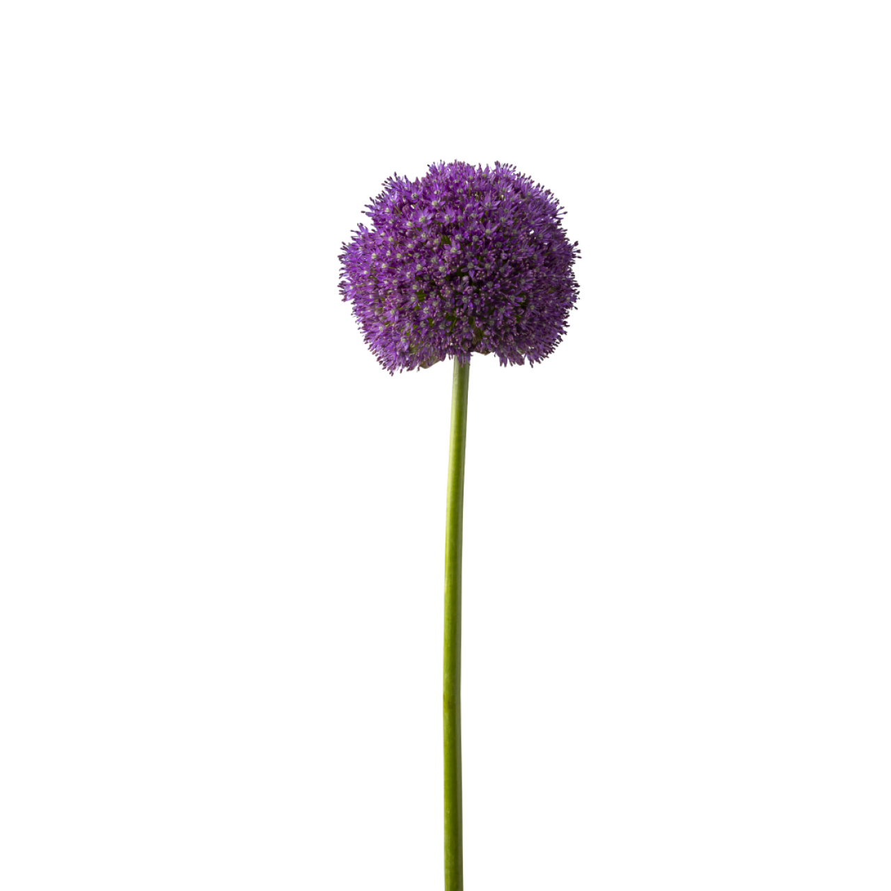 365 Days of Flowers - 365 Days of Flowers