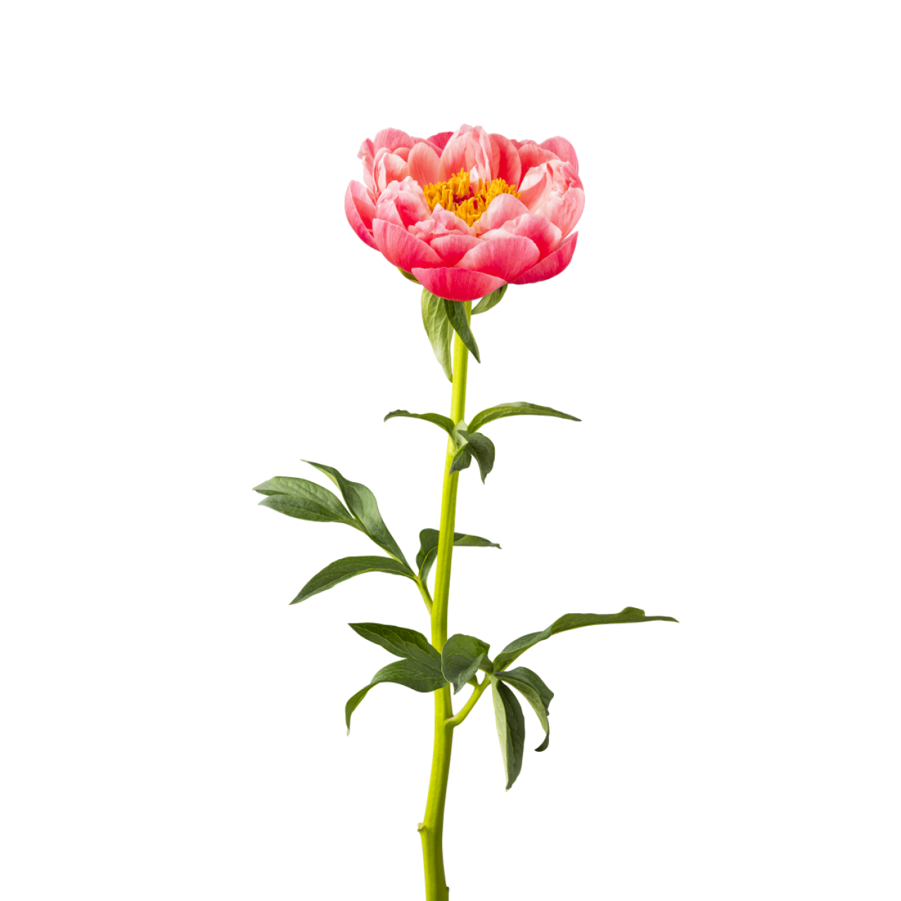 365 Days of Flowers - 365 Days of Flowers