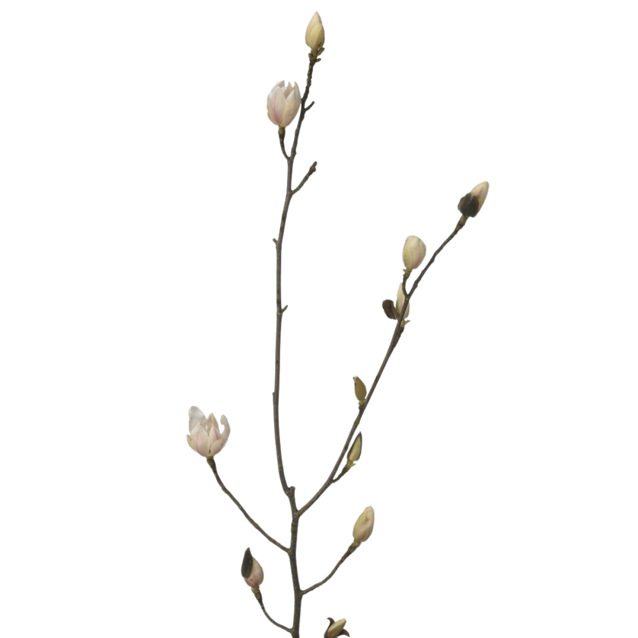 365 Days of Flowers - 365 Days of Flowers