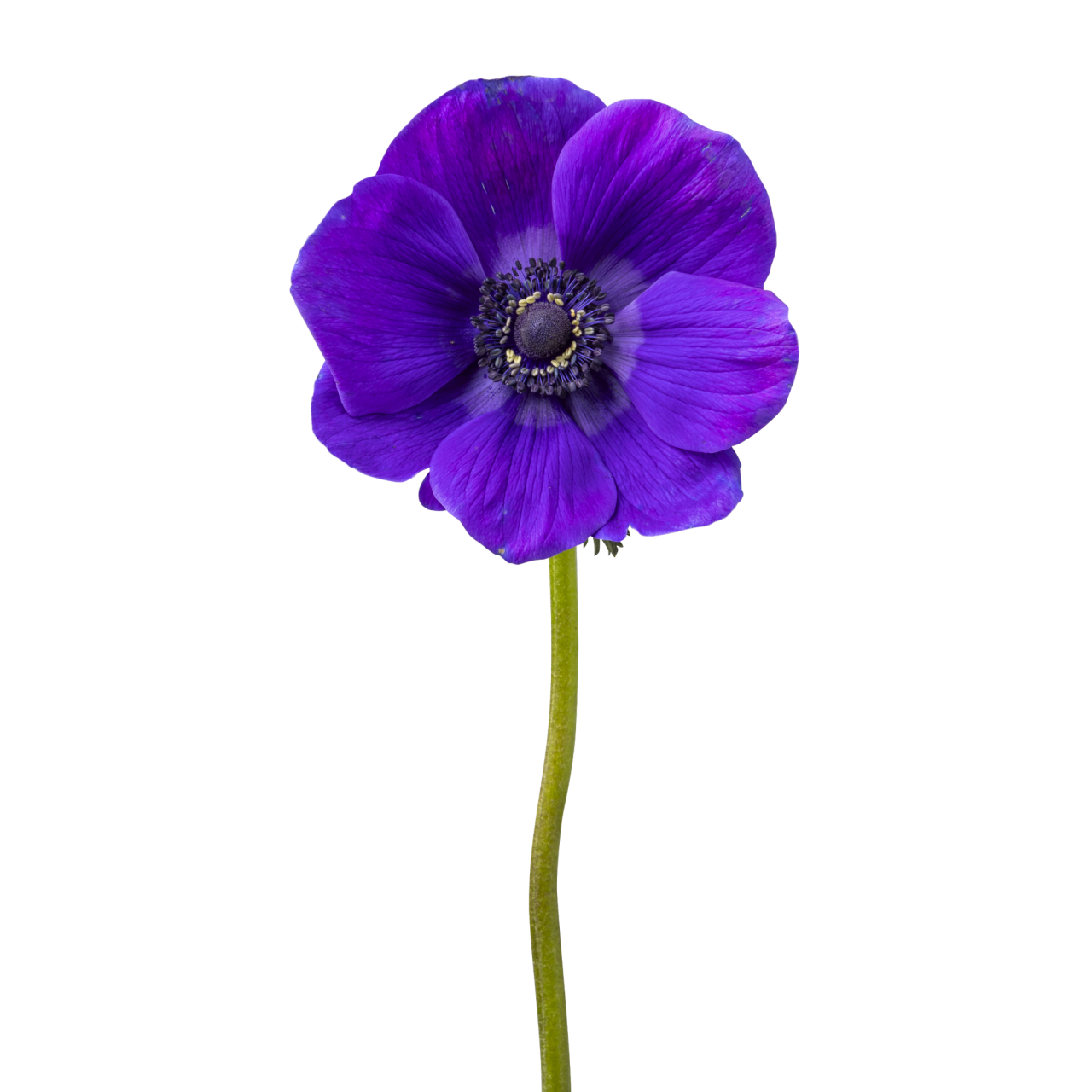 Tout sur le Anemone (Anémone) - Conseils et soins | 365 jours de fleurs ...