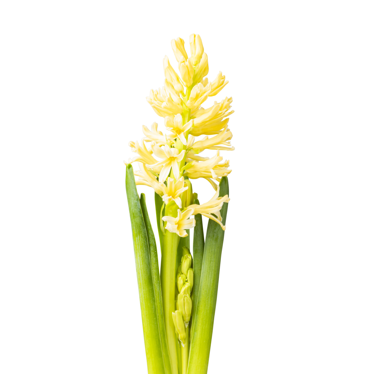 365 Days of Flowers - 365 Days of Flowers