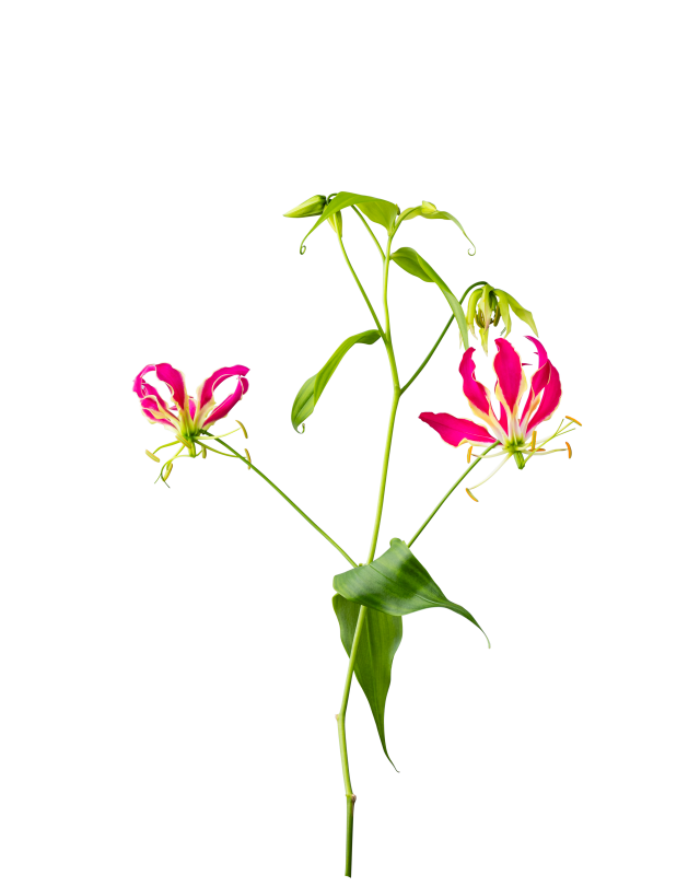 All about the Gloriosa (Climbing lily) - Tips and care | 365 days of ...