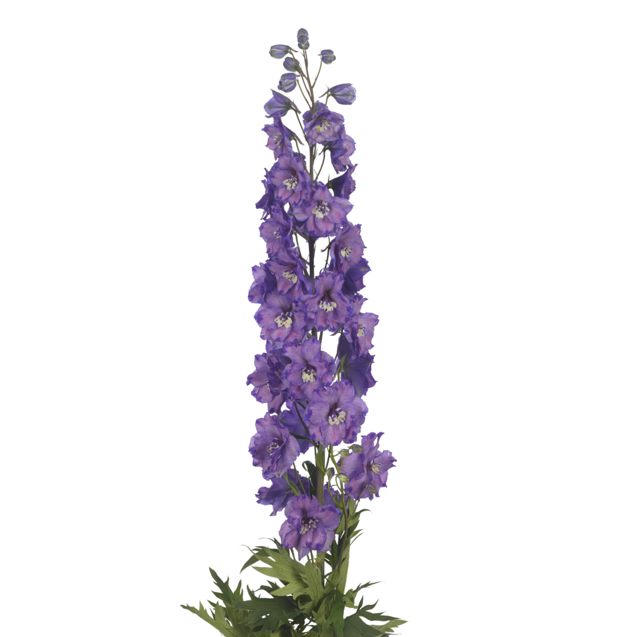 365 Days of Flowers - 365 Days of Flowers